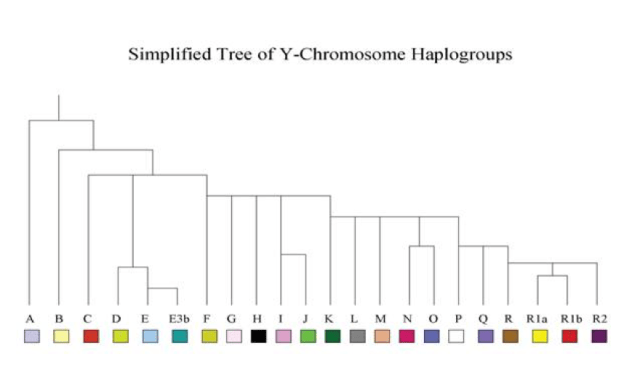 Y-DNA Adam & mtDNA Eve: The Genesis and Evolution of Homo sapiens – The ...